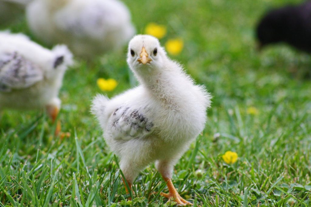14 Farm Animals That Are Surprisingly Low Maintenance - Wildstead Way