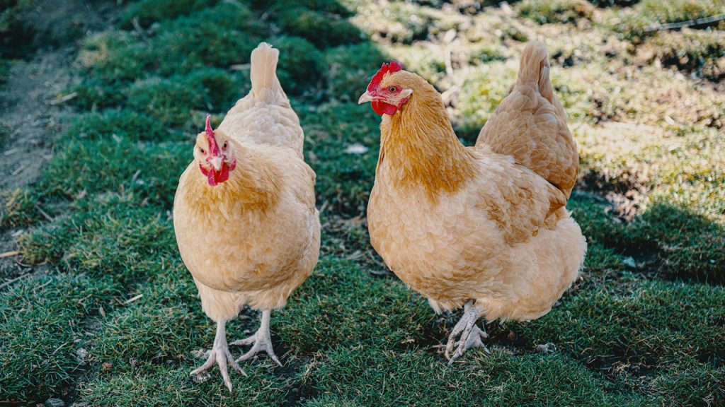 13 Best Chicken Breeds for a Backyard Flock to Boost Your Home Eggs and ...