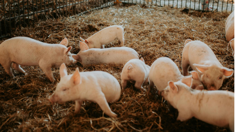 11 Easiest Farm Animals to Raise for Beginners - Wildstead Way