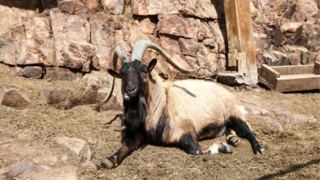 15 Signs Your Goat Might Be Sick (And How to Spot Them Early for Better ...