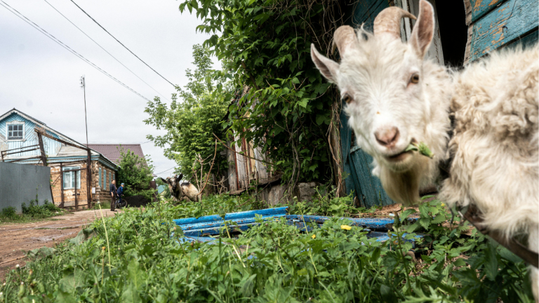 15 Signs Your Goat Might Be Sick (And How to Spot Them Early for Better ...