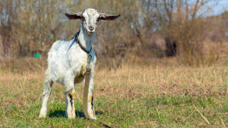 15 Signs Your Goat Might Be Sick (And How to Spot Them Early for Better ...