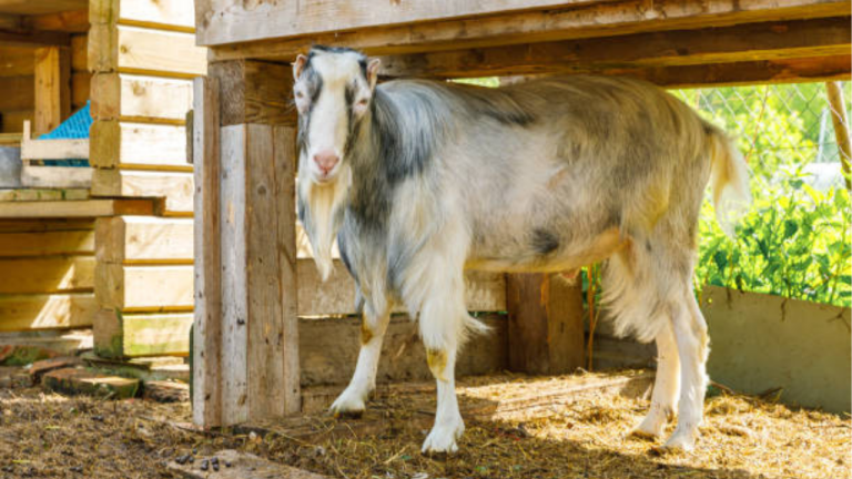 15 Signs Your Goat Might Be Sick (And How to Spot Them Early for Better ...