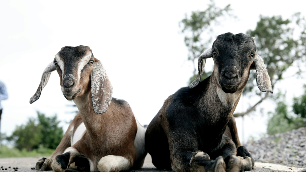 15 Signs Your Goat Might Be Sick (And How to Spot Them Early for Better ...