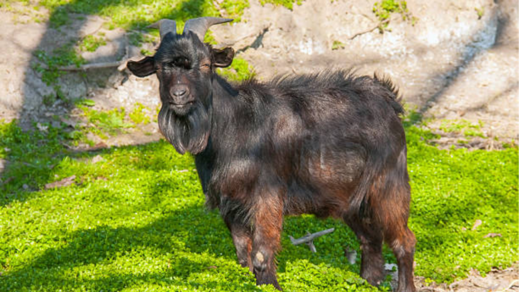 15 Signs Your Goat Might Be Sick (And How to Spot Them Early for Better ...