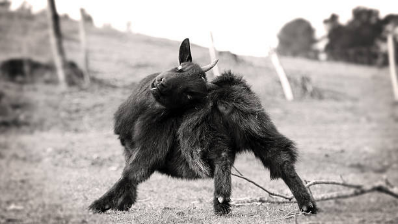 15 Signs Your Goat Might Be Sick (And How to Spot Them Early for Better ...