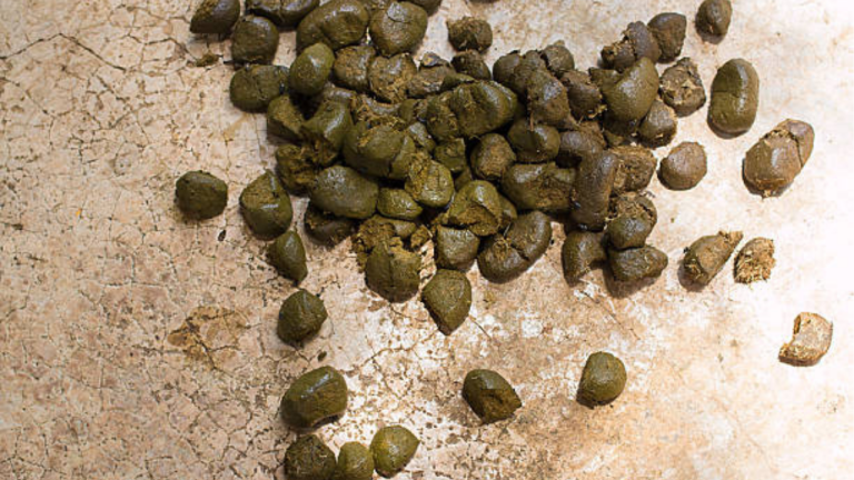 15 Signs Your Goat Might Be Sick (And How to Spot Them Early for Better ...