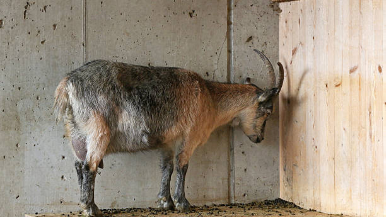 15 Signs Your Goat Might Be Sick (And How to Spot Them Early for Better ...