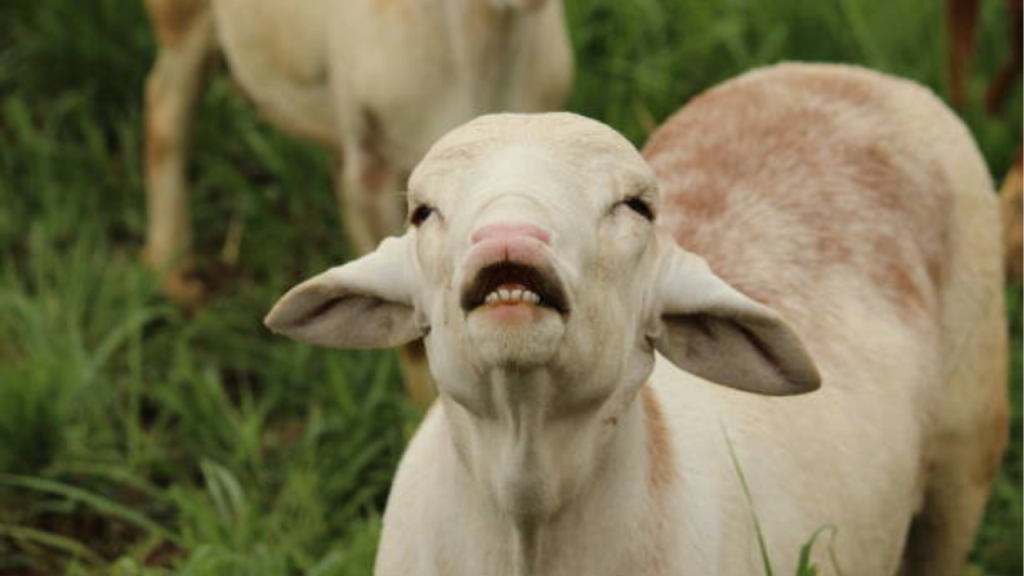15 Signs Your Goat Might Be Sick (And How to Spot Them Early for Better ...