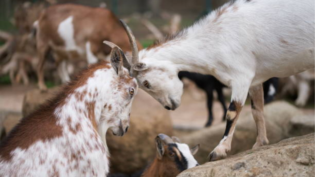 15 Signs Your Goat Might Be Sick (And How to Spot Them Early for Better ...