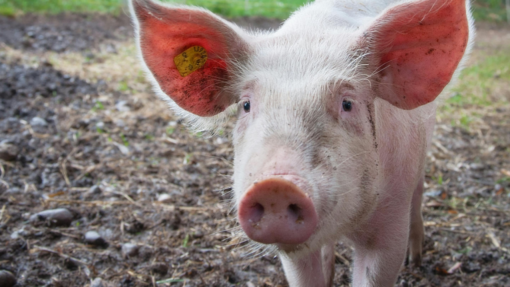 14 Farm Animals That Are Surprisingly Low Maintenance - Wildstead Way