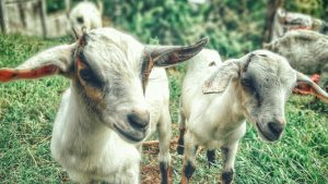 15 Signs Your Goat Might Be Sick (And How to Spot Them Early for Better ...